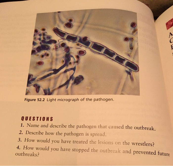 Solved RREA K52M Most of the members of the Wasilla High | Chegg.com