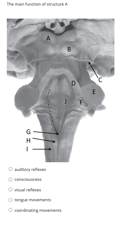 Solved The main function of structure A А B C D E J UI- G H | Chegg.com