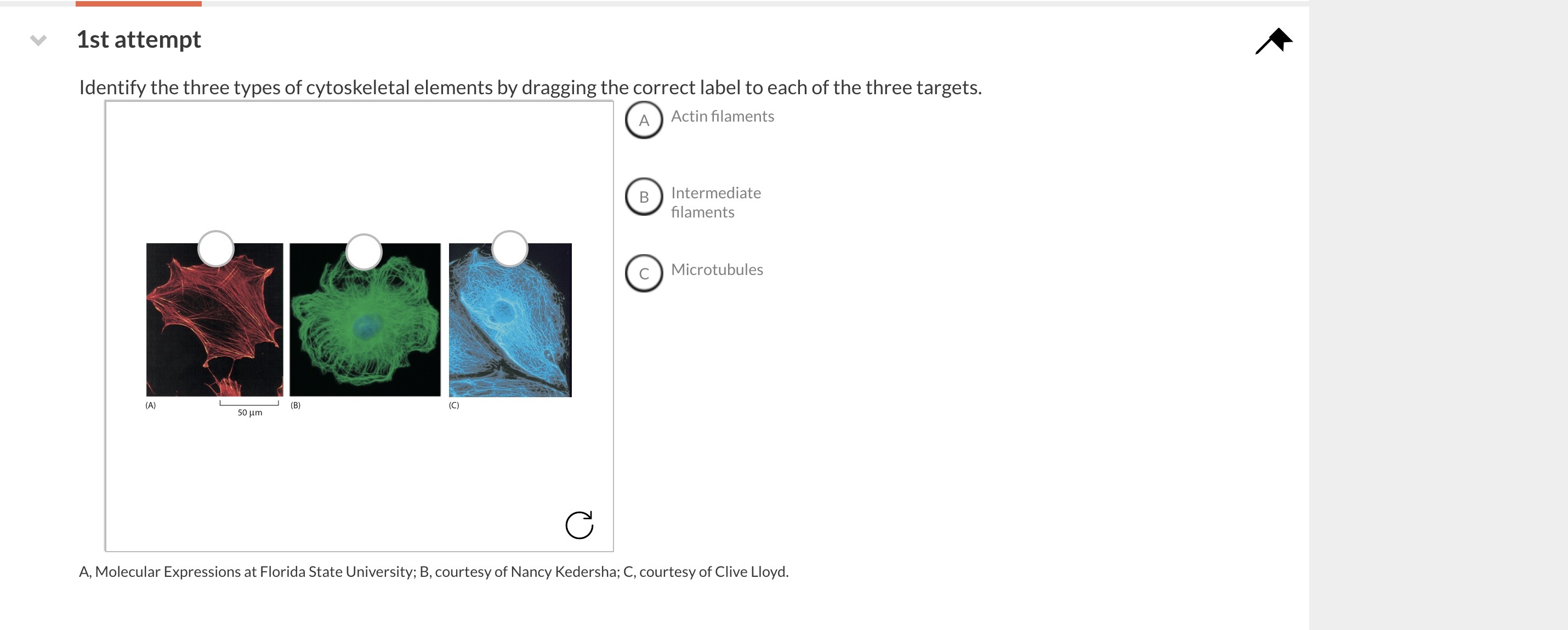 Solved Intermediate filaments Microtubules A, Molecular | Chegg.com