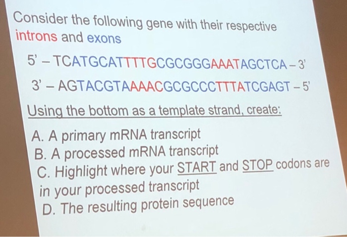 Solved Consider The Following Gene With Their Respective 