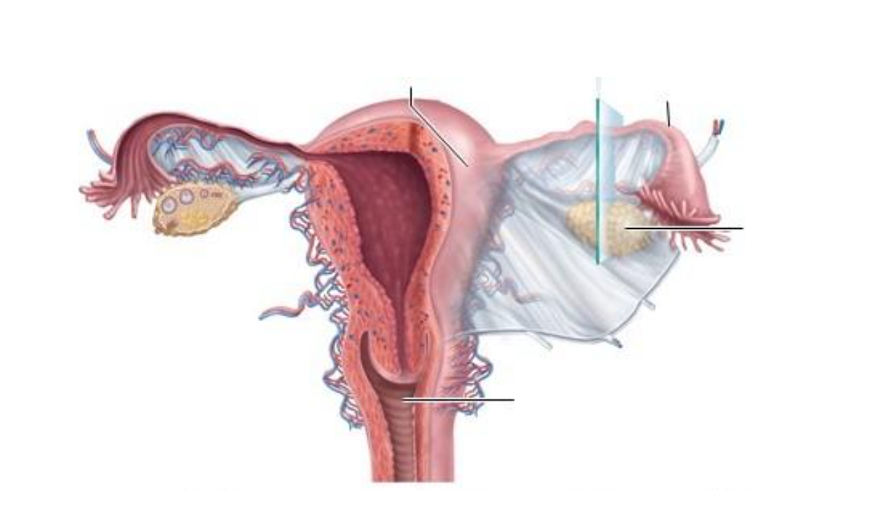 Solved Label the following structures | Chegg.com