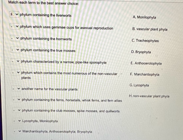 Solved Match each term to the best answer choice: phylum | Chegg.com