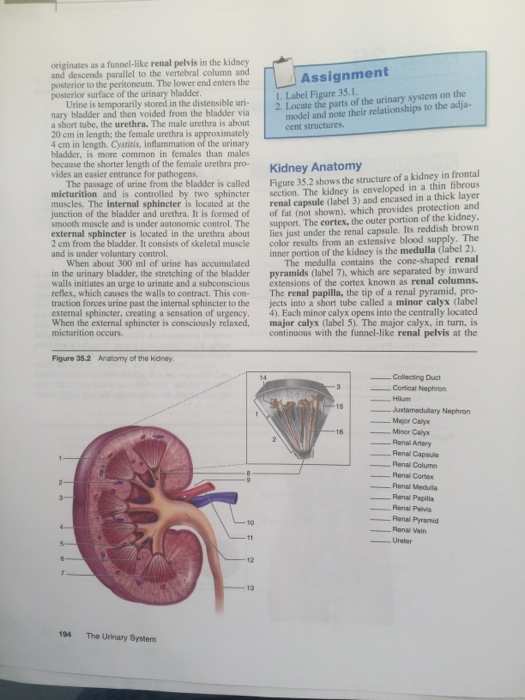 Solved originates as a funnel-like renal pelvis in the | Chegg.com