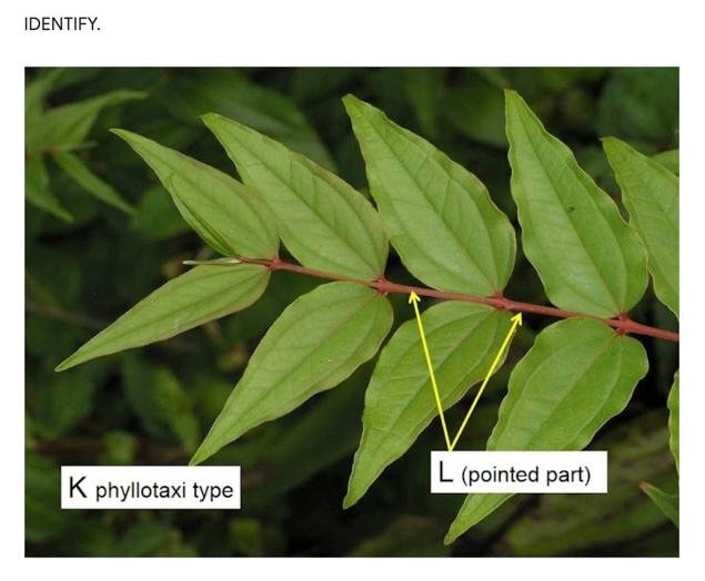Solved IDENTIFY. L (pointed part) K phyllotaxi type | Chegg.com