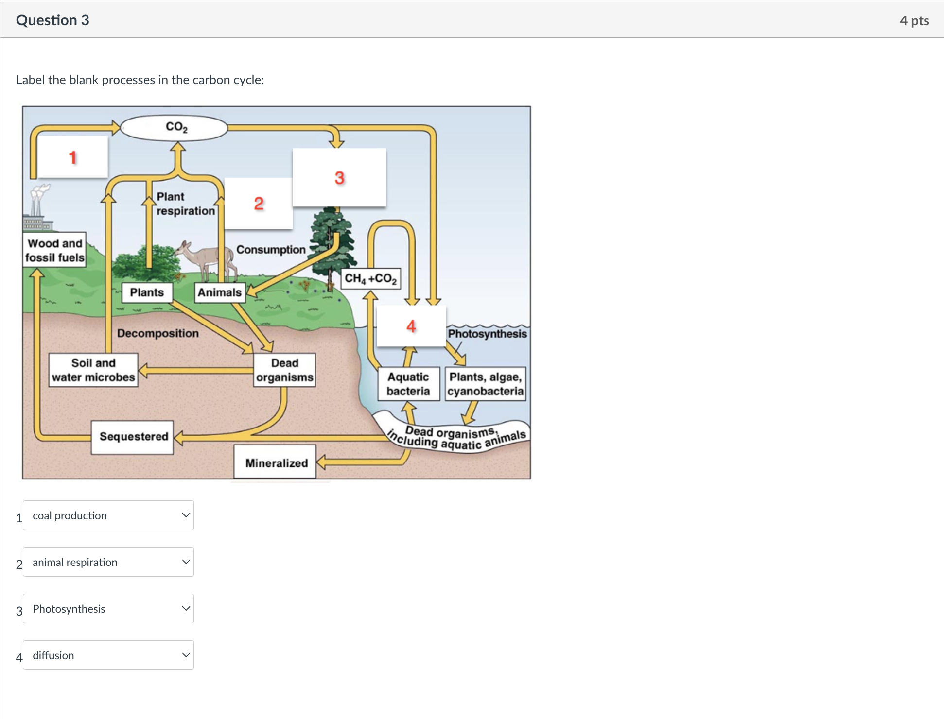 Solved Label the blank processes in the carbon cycle: | Chegg.com