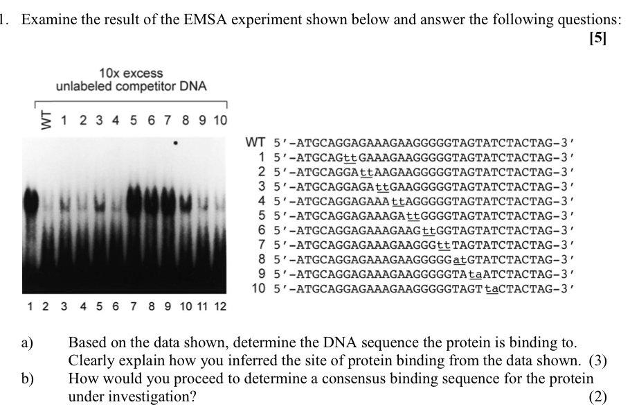Solved Examine the result of the EMSA experiment shown below | Chegg.com