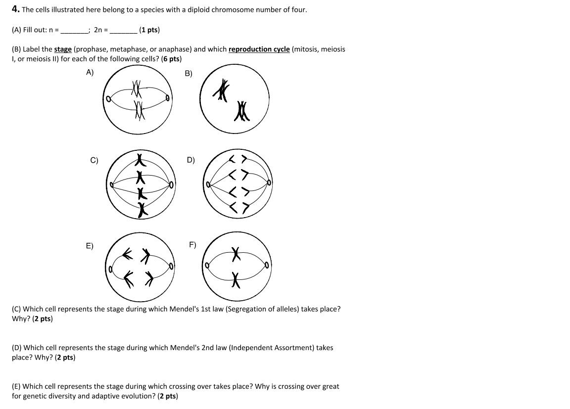 Solved 4. The cells illustrated here belong to a species | Chegg.com