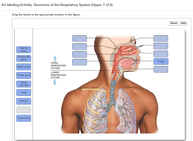 Solved Art-labeling Activity: Structures of the Respiratory | Chegg.com