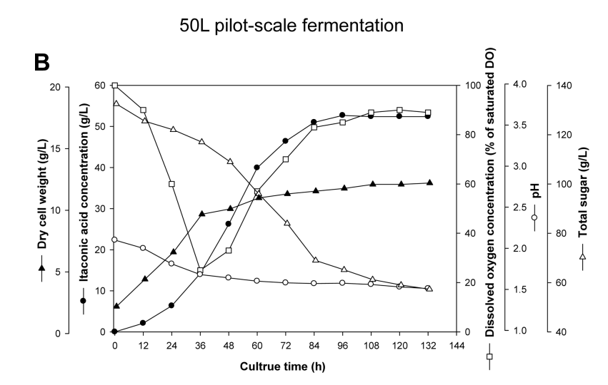 A 5 L lab-scale fermentation50 L pilot-scale | Chegg.com