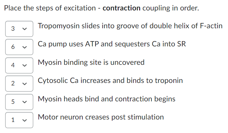 Place the steps of excitation - ﻿contraction coupling | Chegg.com