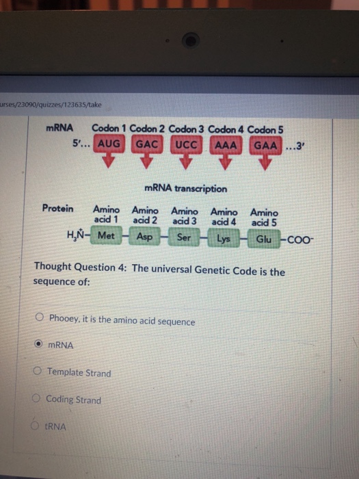 Solved urses/23090/quizzes/123635/take mRNA Codon 1 Codon 2 | Chegg.com