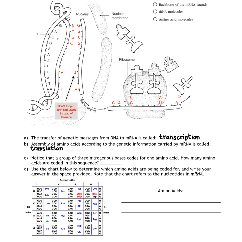 Solved O Backbone of the mRNA strands ORNA molecules Nucleus | Chegg.com
