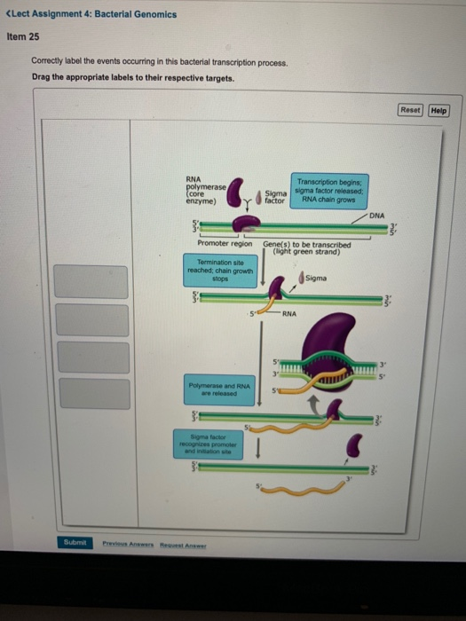Solved CLect Assignment 4: Bacterial Genomics Item 25 | Chegg.com