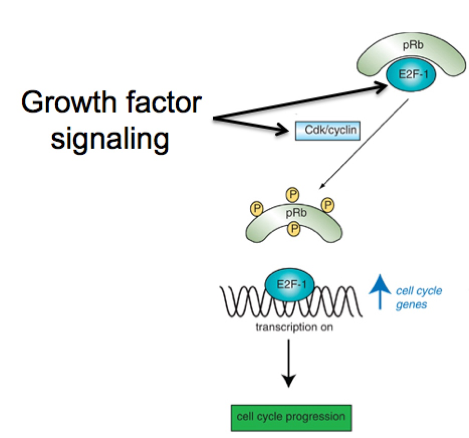 Solved As you can see from the diagram below, E2F is a | Chegg.com