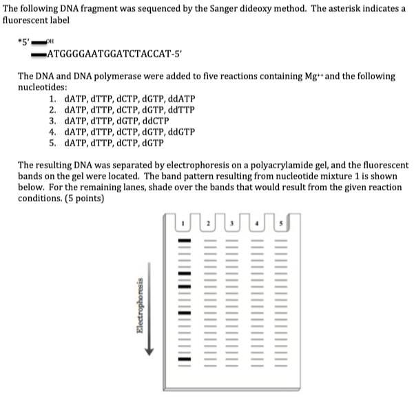 Solved The following DNA fragment was sequenced by the | Chegg.com