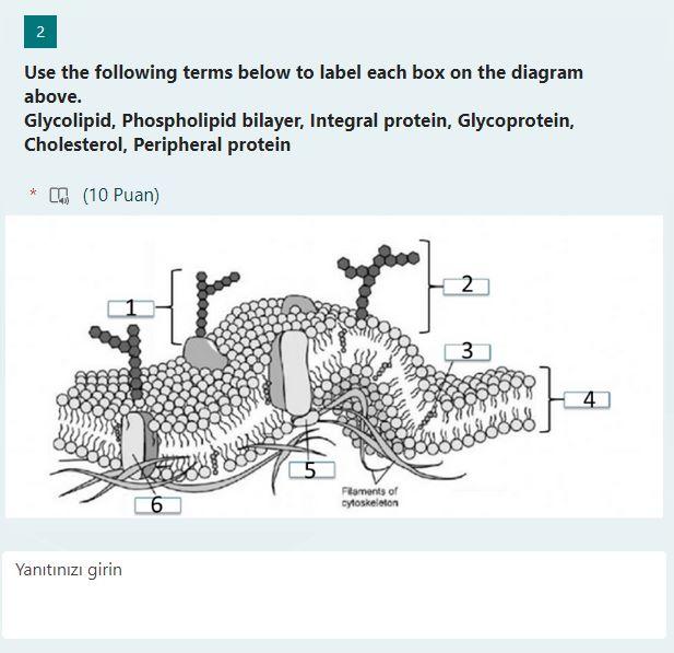 Use the following terms below to label each box on | Chegg.com
