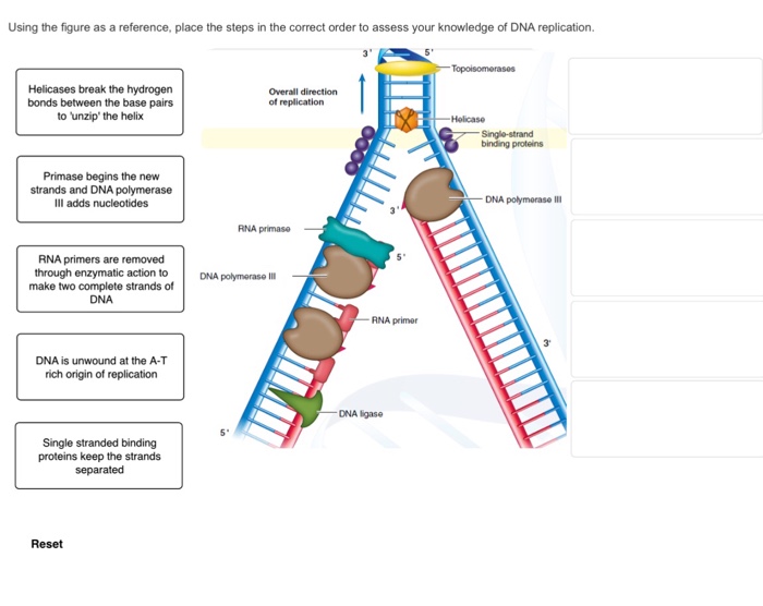 Solved Using the figure as a reference, place the steps in | Chegg.com