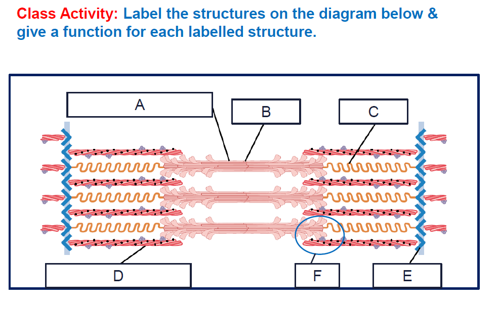 Solved Class Activity: Label the structures on the diagram | Chegg.com