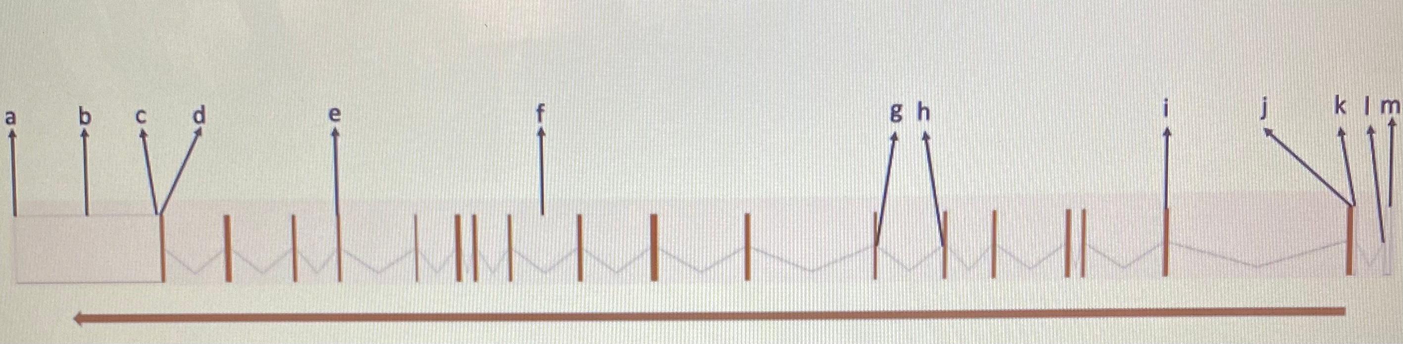 Solved Transcript map of precursor mRNA (pre-mRNA) encoded | Chegg.com