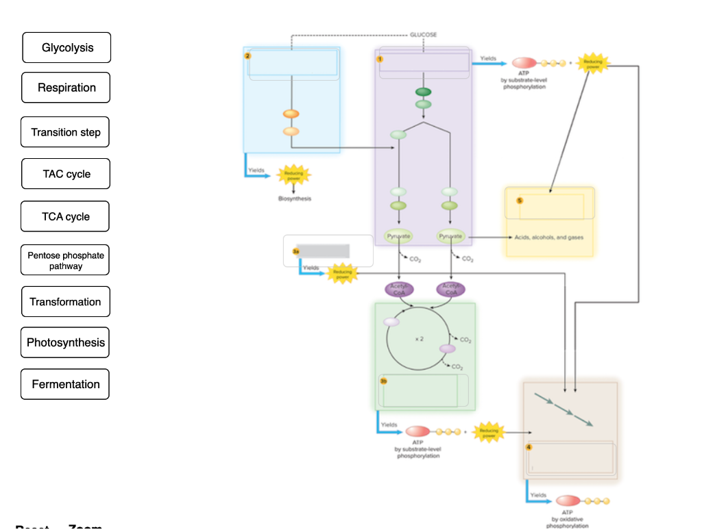 Solved Label the overview of the central metabolic pathways | Chegg.com