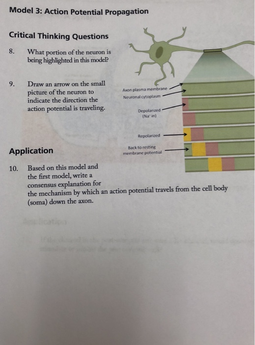 Solved Model 3: Action Potential Propagation Critical | Chegg.com
