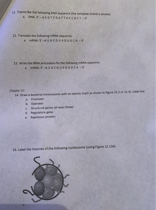 Solved 11. Transcribe the following DNA sequence (the | Chegg.com
