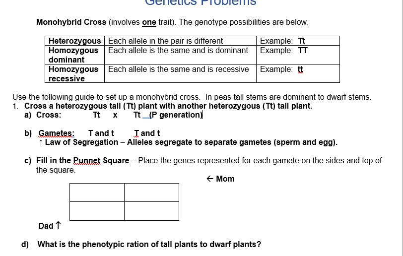 Solved Monohybrid Cross (involves one trait). The genotype | Chegg.com