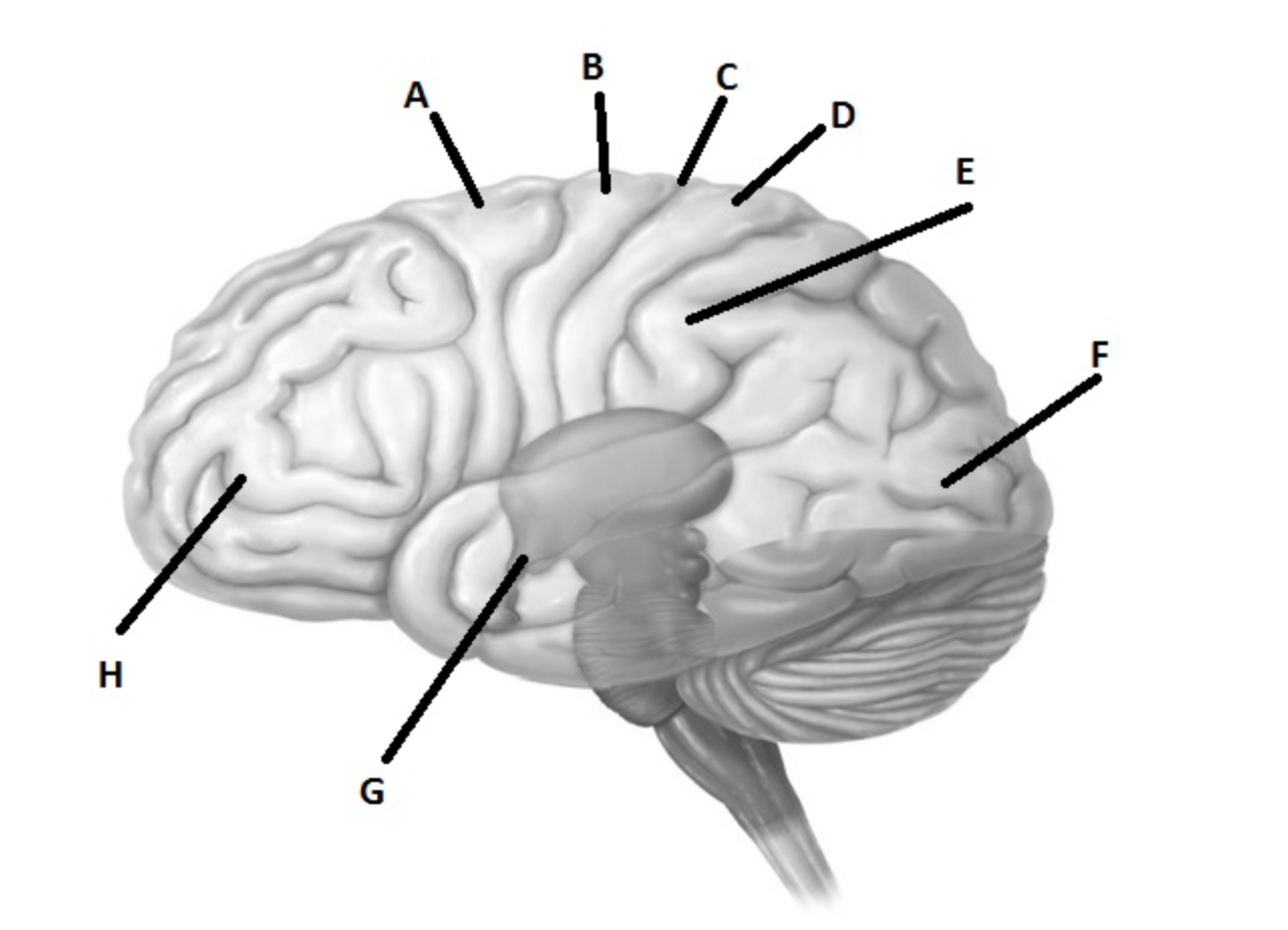 Solved H G A B D E (4 pts) Match the correct label from the | Chegg.com