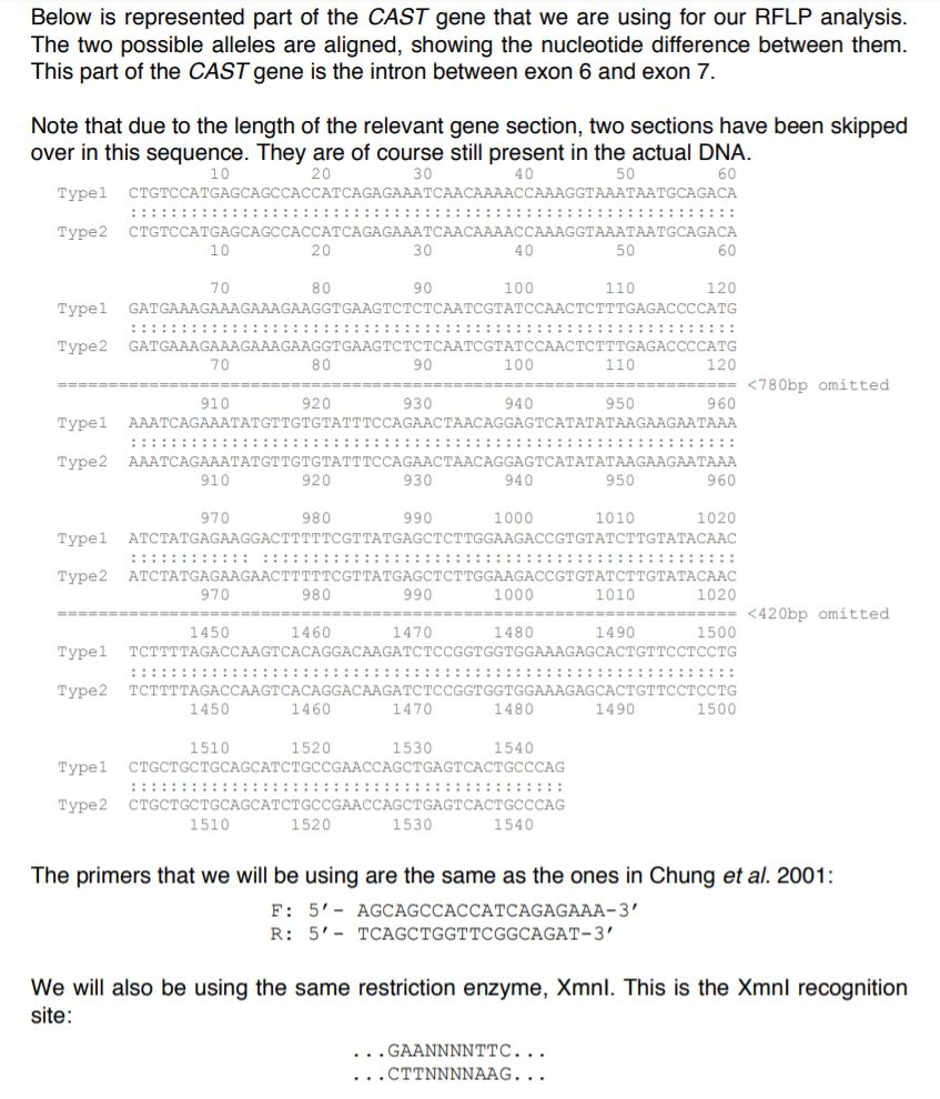 Solved Below is represented part of the CAST gene that we | Chegg.com