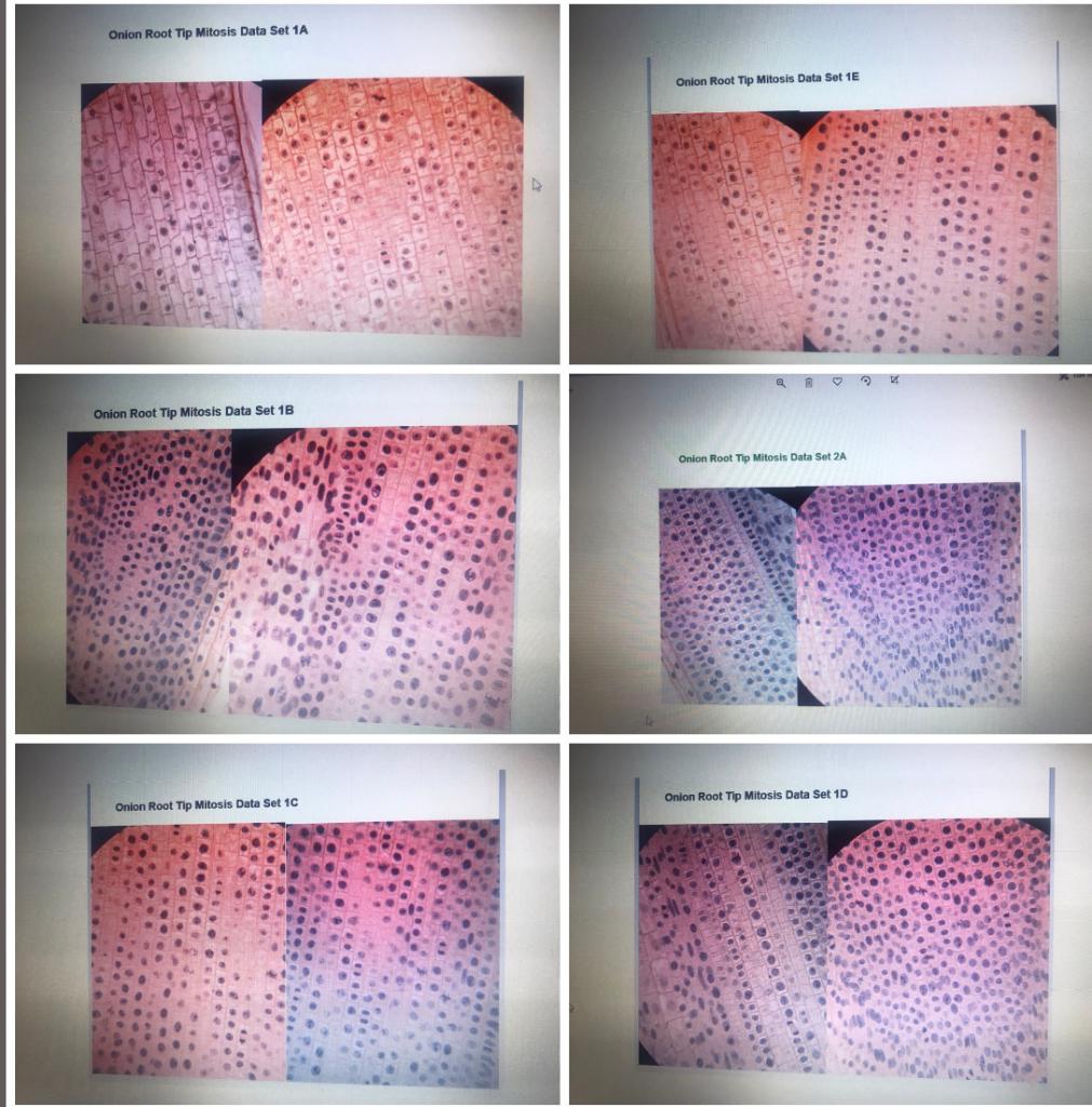 Solved You are required to analyze 5 slides worth of raw | Chegg.com