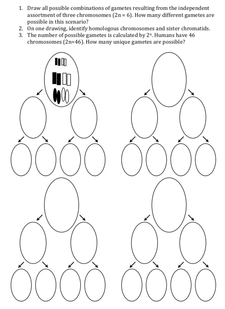 Solved I have a worksheet on Independent Assortment that I | Chegg.com