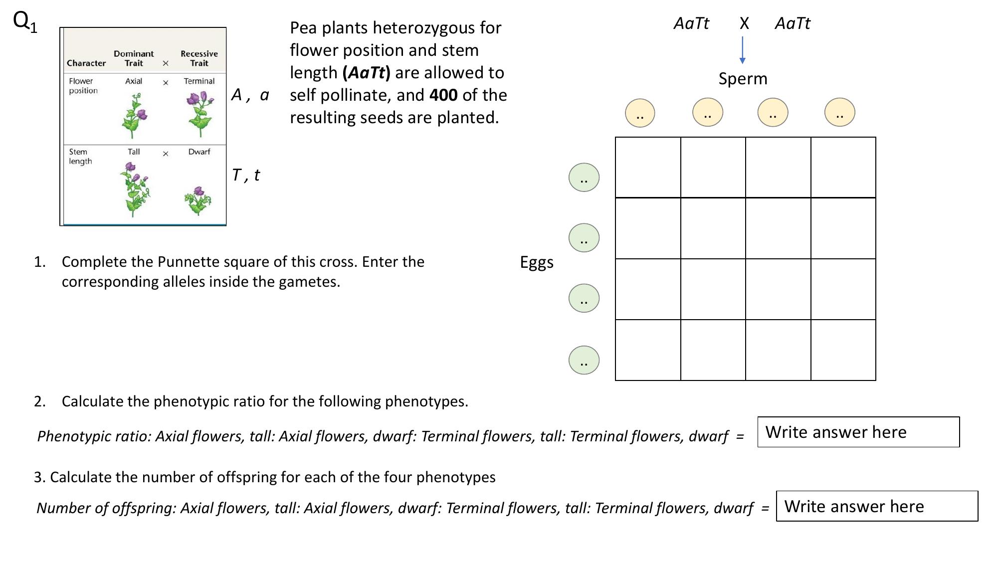Solved Pea plants heterozygous for flower position and stem | Chegg.com