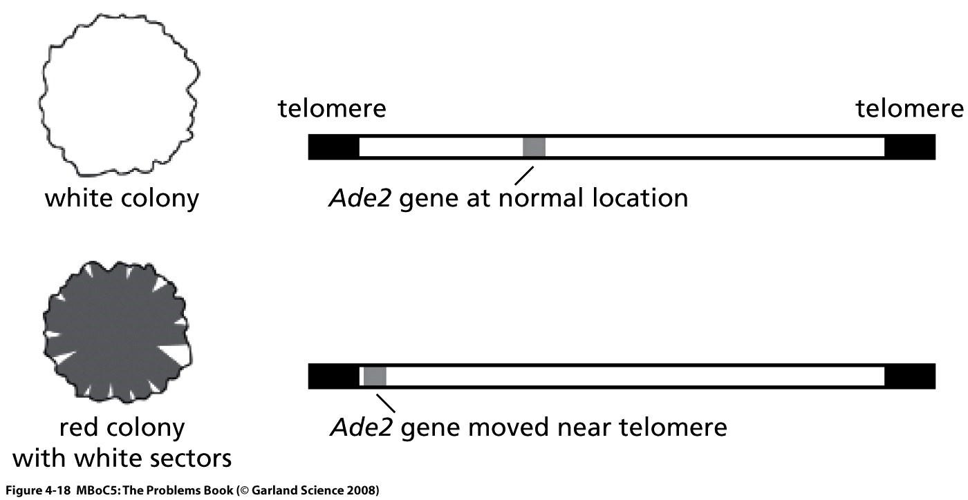 Solved Examine the two yeast colonies in the | Chegg.com