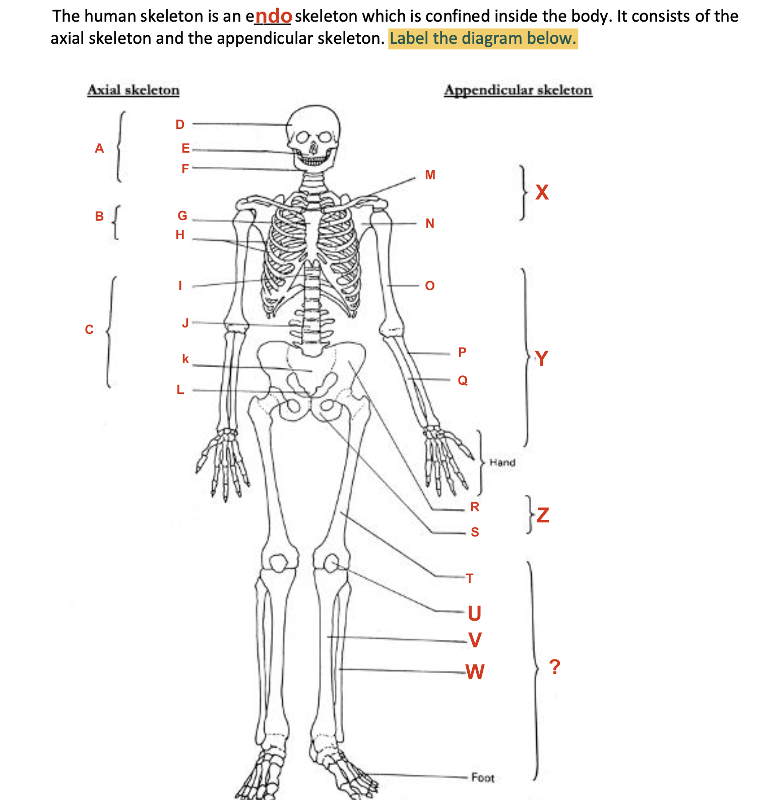 Solved The human skeleton is an endo skeleton which is | Chegg.com