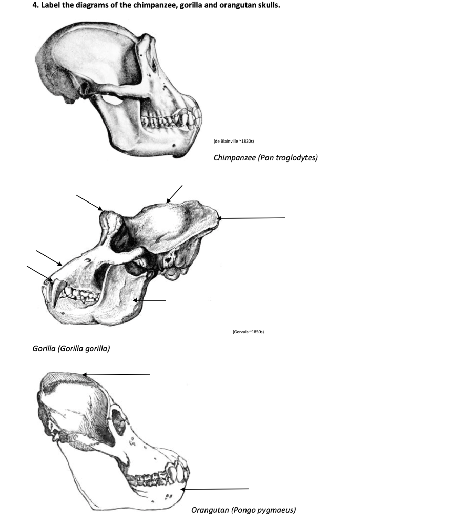 Solved 4. Label the diagrams of the chimpanzee, gorilla and | Chegg.com