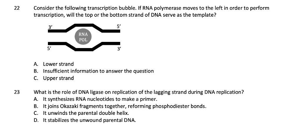 Solved 22 23 Consider the following transcription bubble. If | Chegg.com
