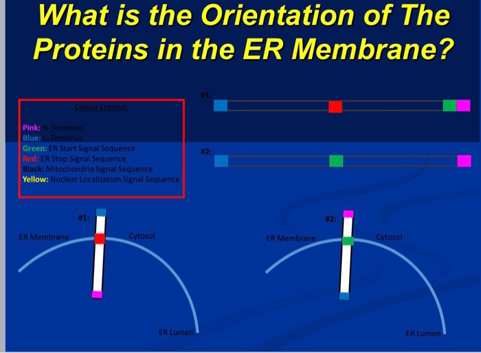 Solved What is the Orientation of The Proteins in the ER | Chegg.com