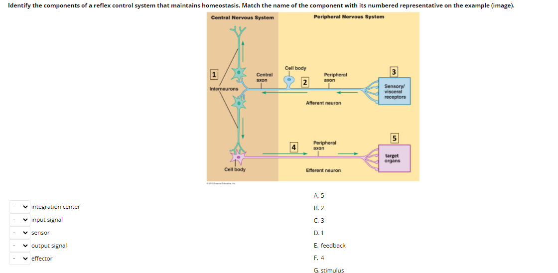 Solved Identify the components of a reflex control system | Chegg.com