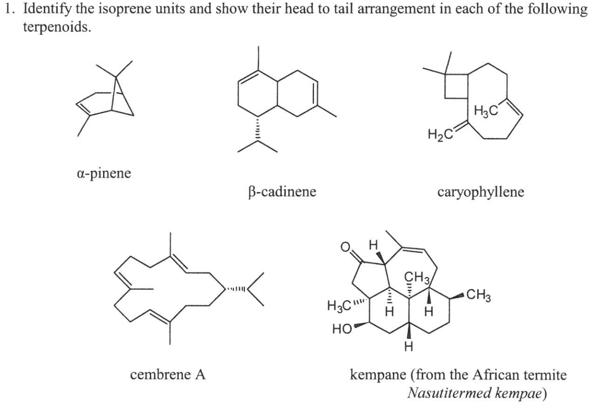 Isoprene Units