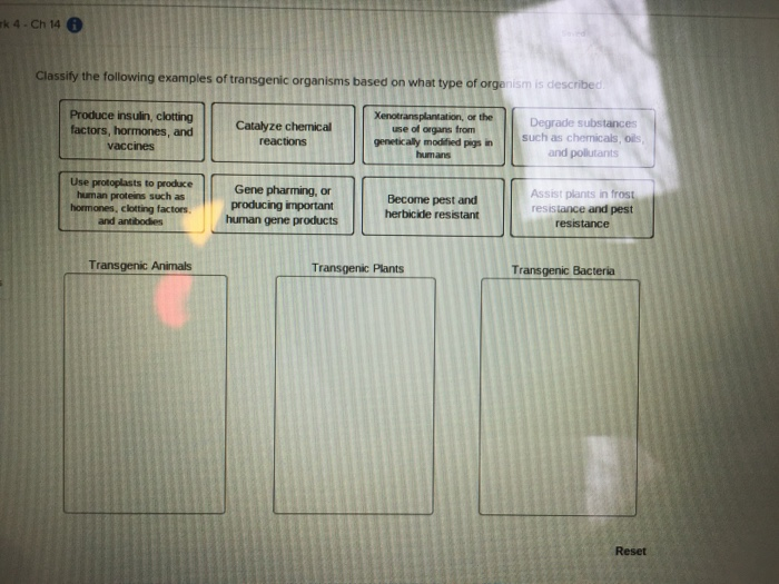 Solved Classify the following examples of transgenic | Chegg.com