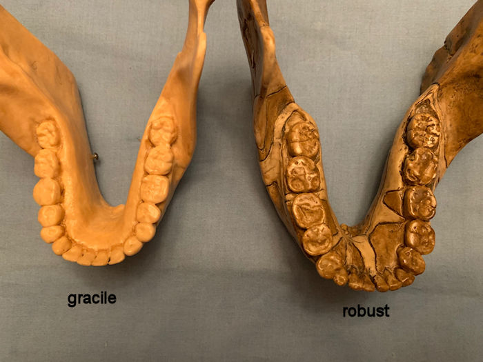 Solved Compare the gracile and robust Australopithecines. | Chegg.com