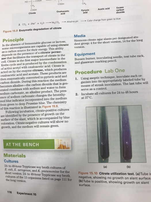 Solved PART D: Citrate Utilization Test of Growth (+) or(- | Chegg.com