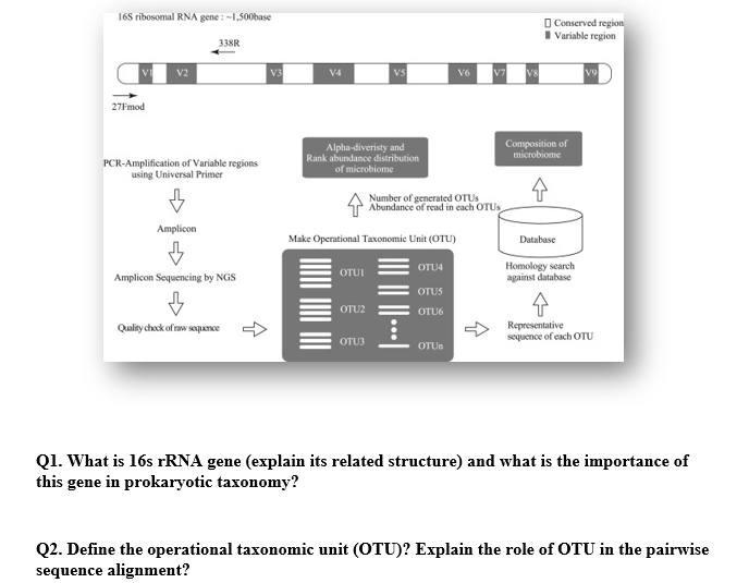 Solved 16S ribosomal RNA gene : -1,500base Conserved region | Chegg.com