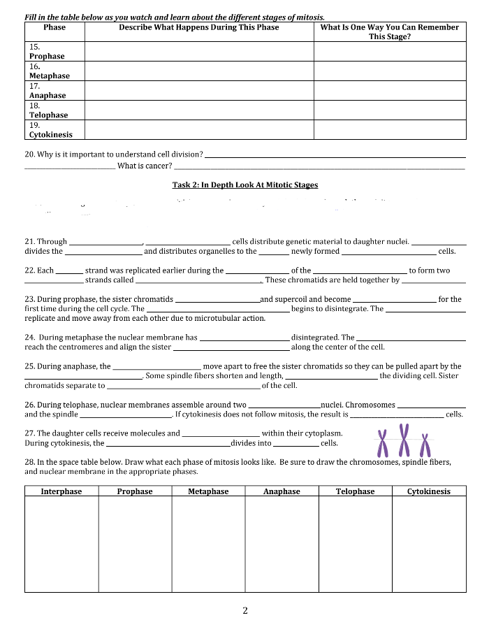 Solved Mitosis Webuuest \& Virtual Lab Objective: In this | Chegg.com
