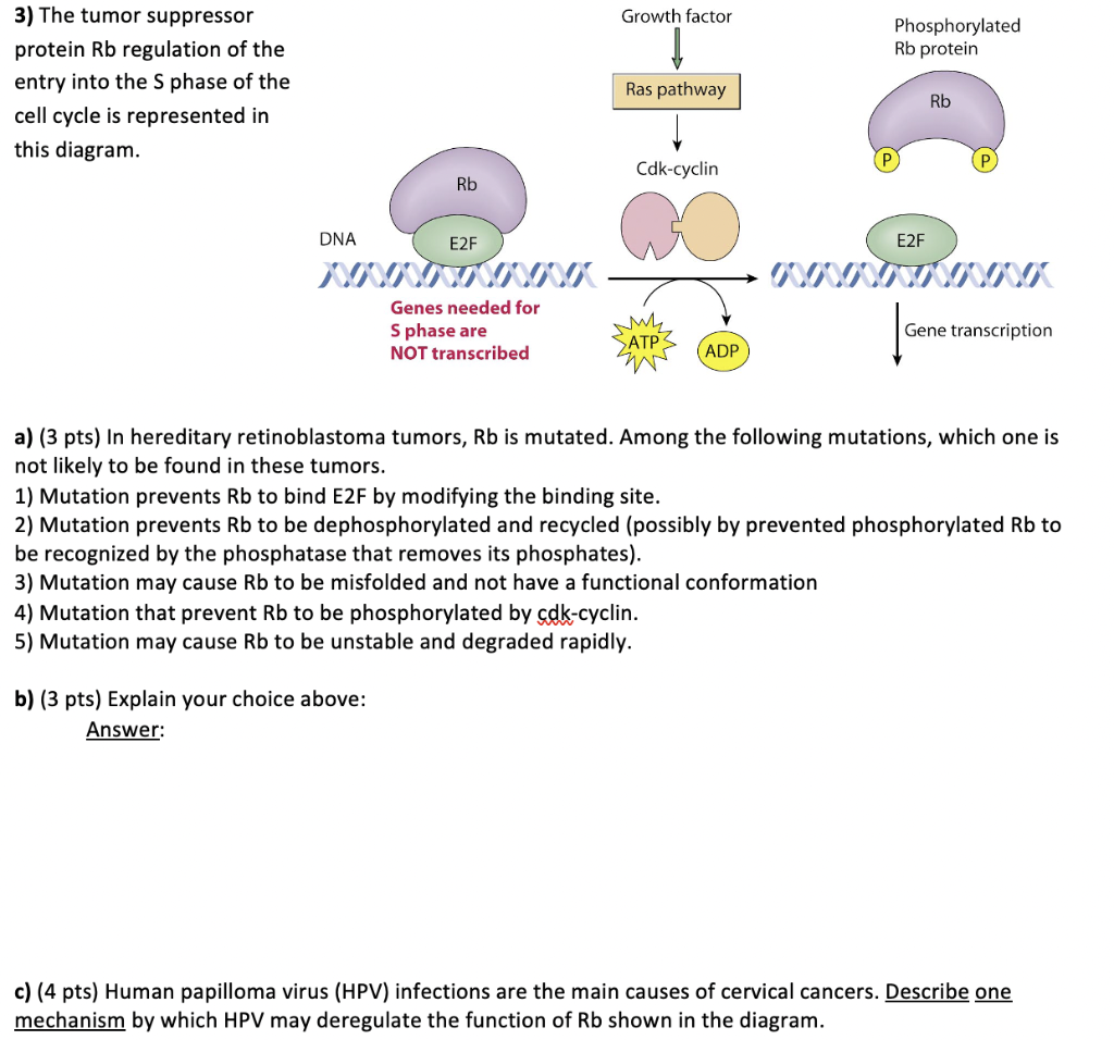 Retinoblastoma Protein Cell Cycle