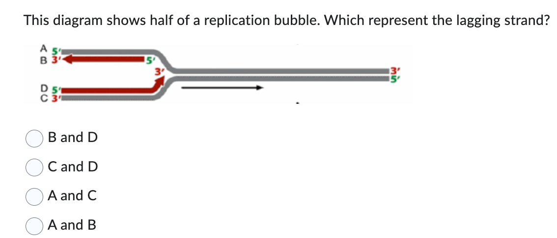 Solved This diagram shows half of a replication bubble. | Chegg.com