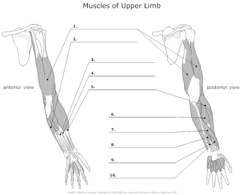 Posterior Upper Limb Muscles