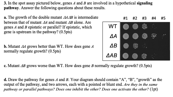 Solved 3. In the spot assay pictured below, genes A and B | Chegg.com