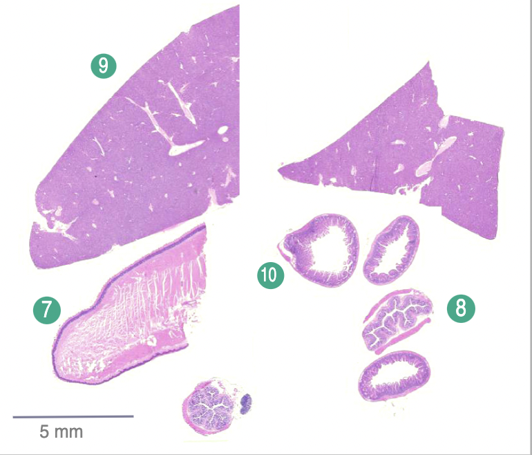 Solved Images of H&E and MT stained sections. May I have | Chegg.com