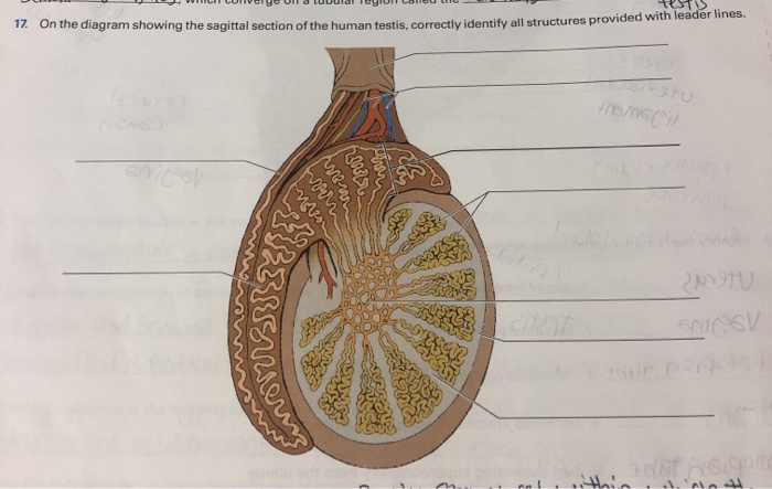 Solved 17 On the diagram showing the sagittal section of the | Chegg.com